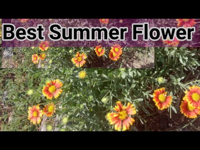 Galadia Flower Image | Best Flower Site