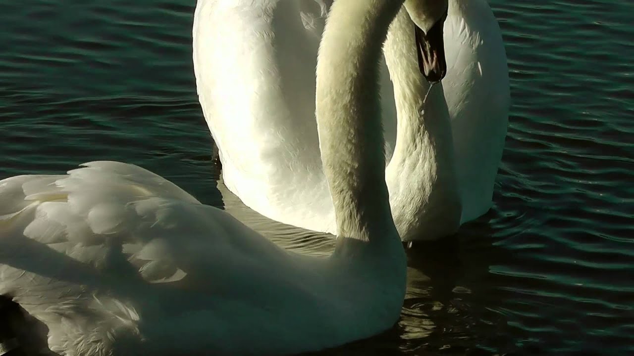 Swans Nature Video - Beautiful Swans Relaxing Video - YouTube