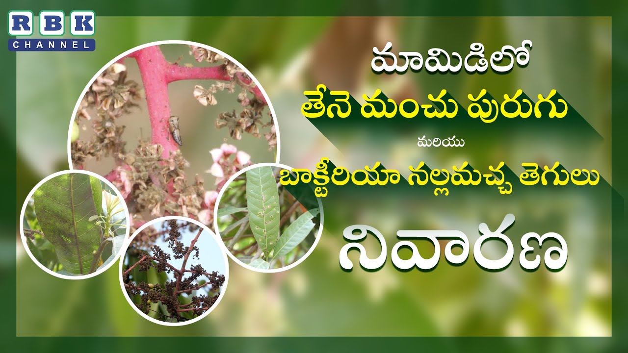 Mango Hopper Control /మామిడిలో తేనె మంచు పురుగు మరియు బాక్టీరియా ...