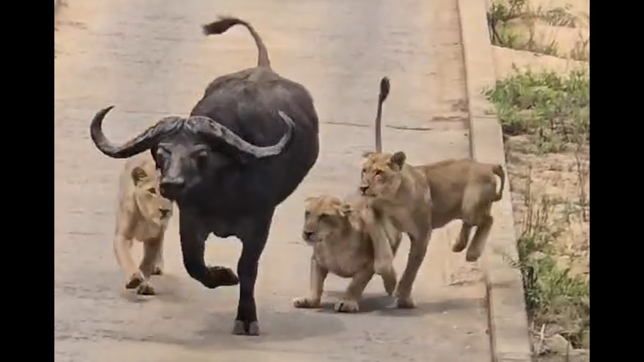 Warning sensitive content ️ LIONS Catching Buffalo - 4 Lioness took ...
