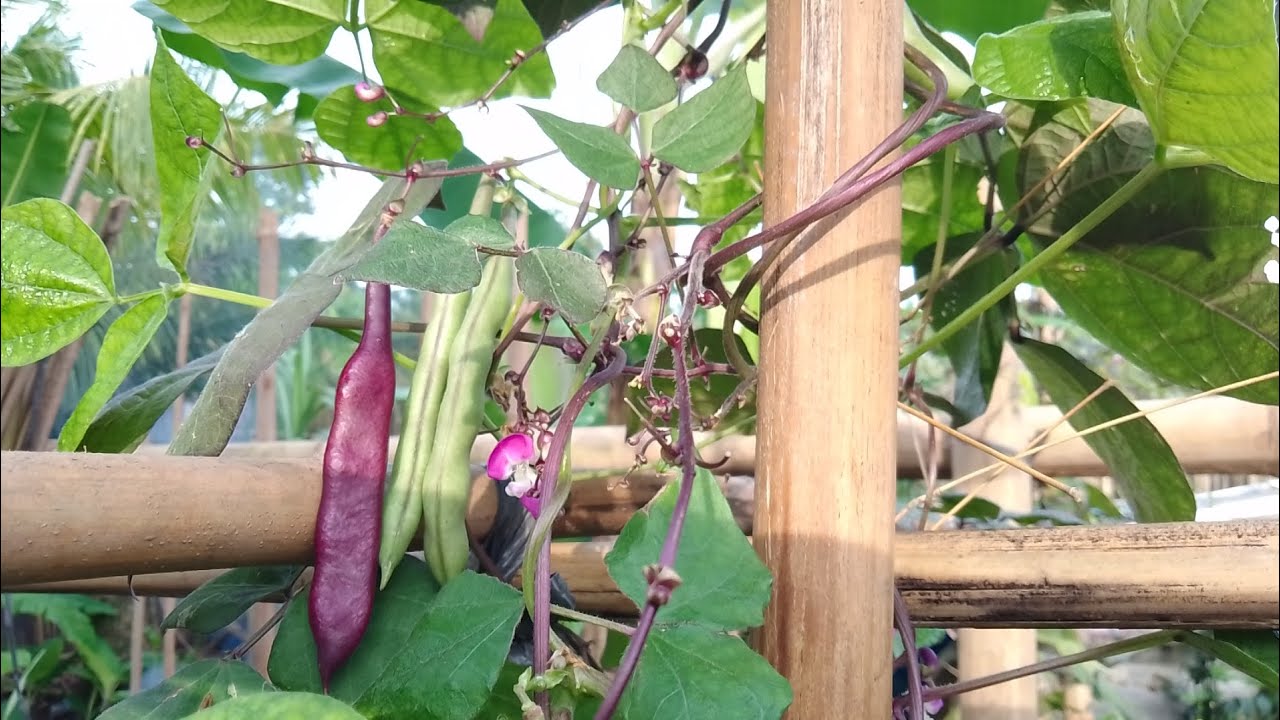 Buncis merah dan hijau tumbuh subur di platerbag secara organik - YouTube