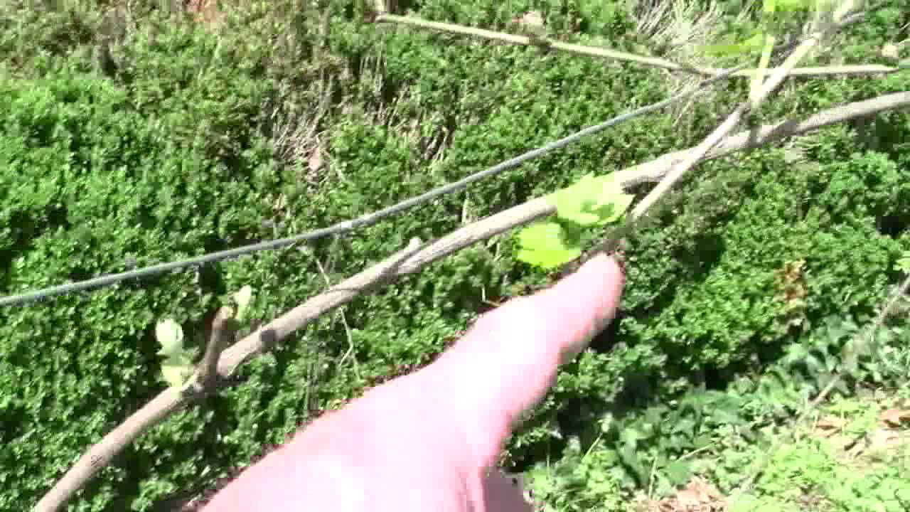 ALL ABOUT GRAPES PT 5 PRUNING - YouTube