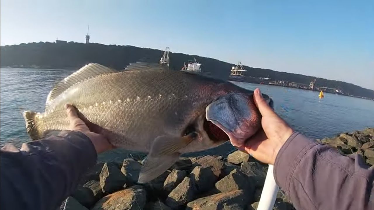 Big Kob on the Bite Today Durban - YouTube