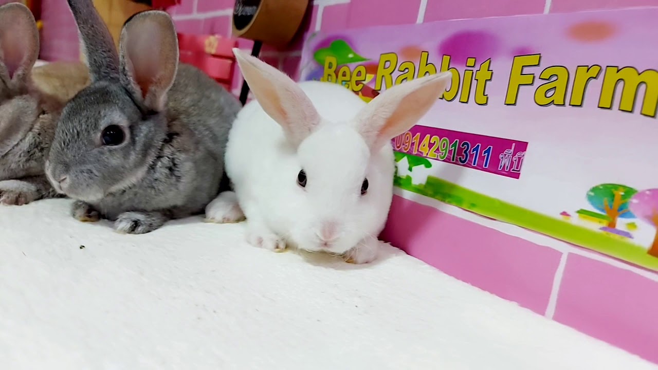 Mini rexแท้ เเก็งเด็กชาย - YouTube