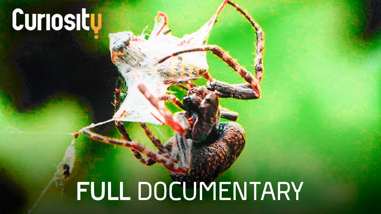 The Fascinating Science of Spider Webs | Breakthrough - YouTube