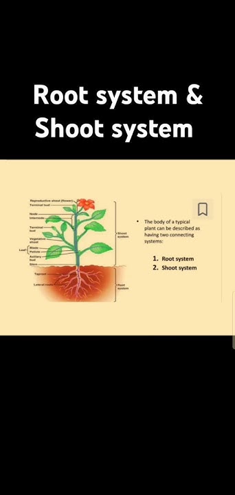 Root system and Shoot system | Roots system | Shoots System | Roots ...