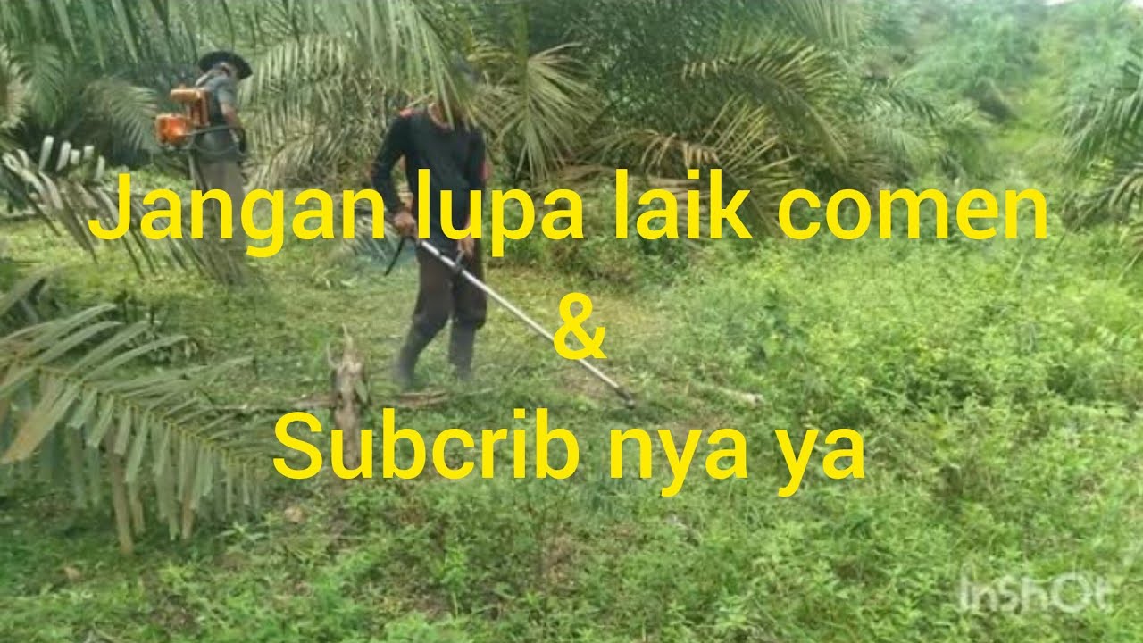 membabat di lahan yang lumayan curam@ - YouTube