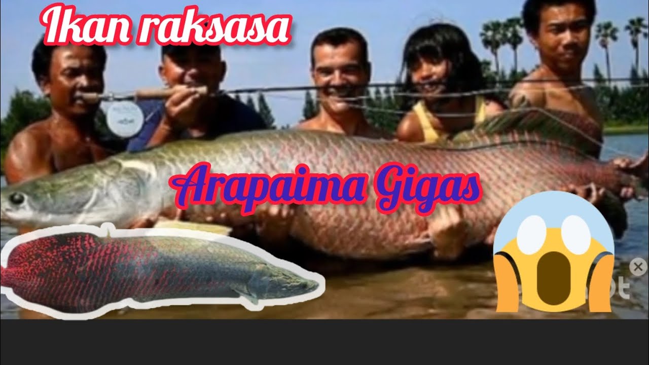 serem banget ikan raksasa dari sungai Amazon Arapaima Gigas. 👍👍 - YouTube