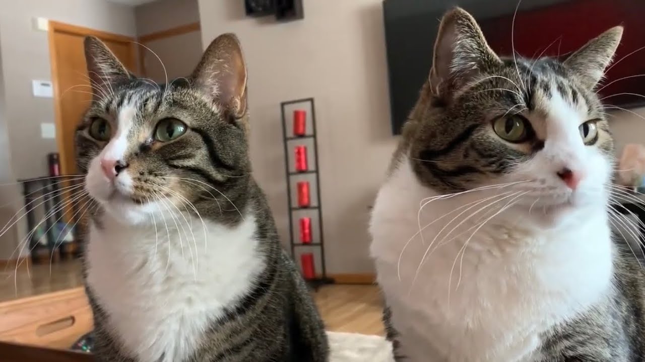 Cat Nappers Beware ~ Guard Cats on Duty - YouTube