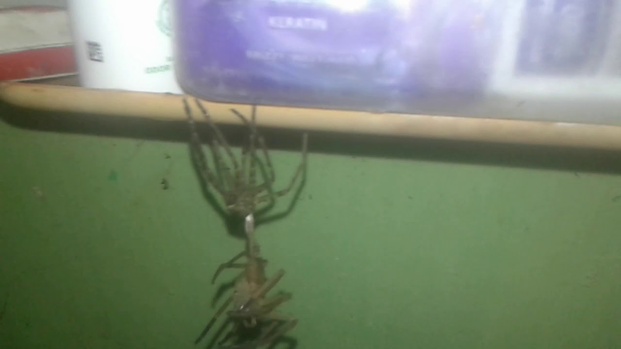 Spider change skin - YouTube