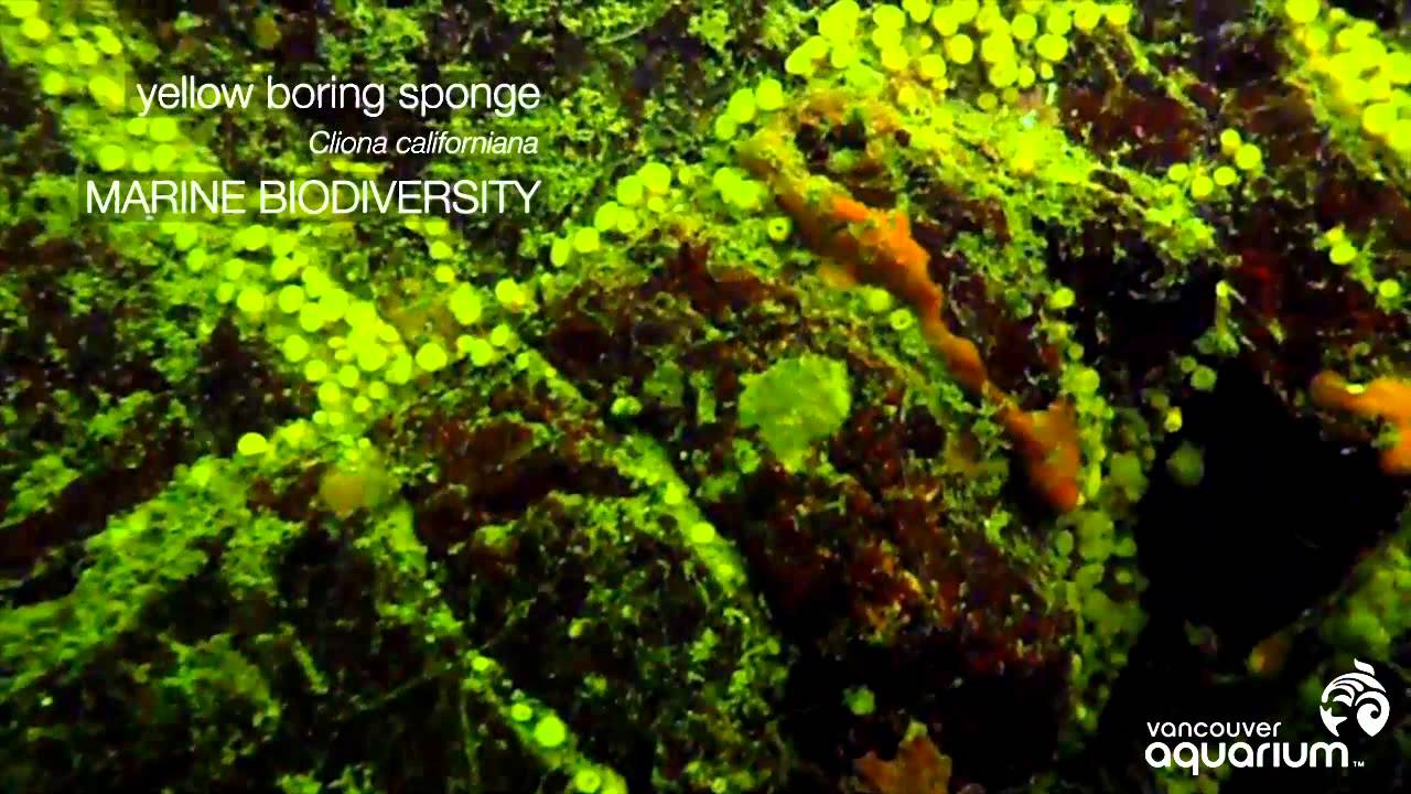 Spotlight on Howe Sound Marine Life: Sponges - YouTube