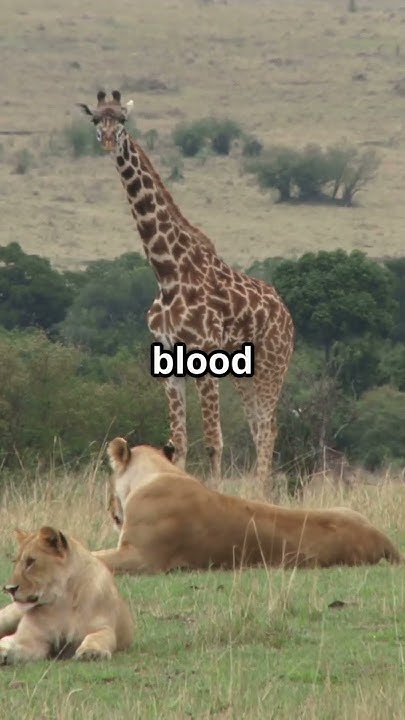 Why Do Giraffes Have Unique Spots? #shots #facts #animalintelligence #animals#science #nature ...