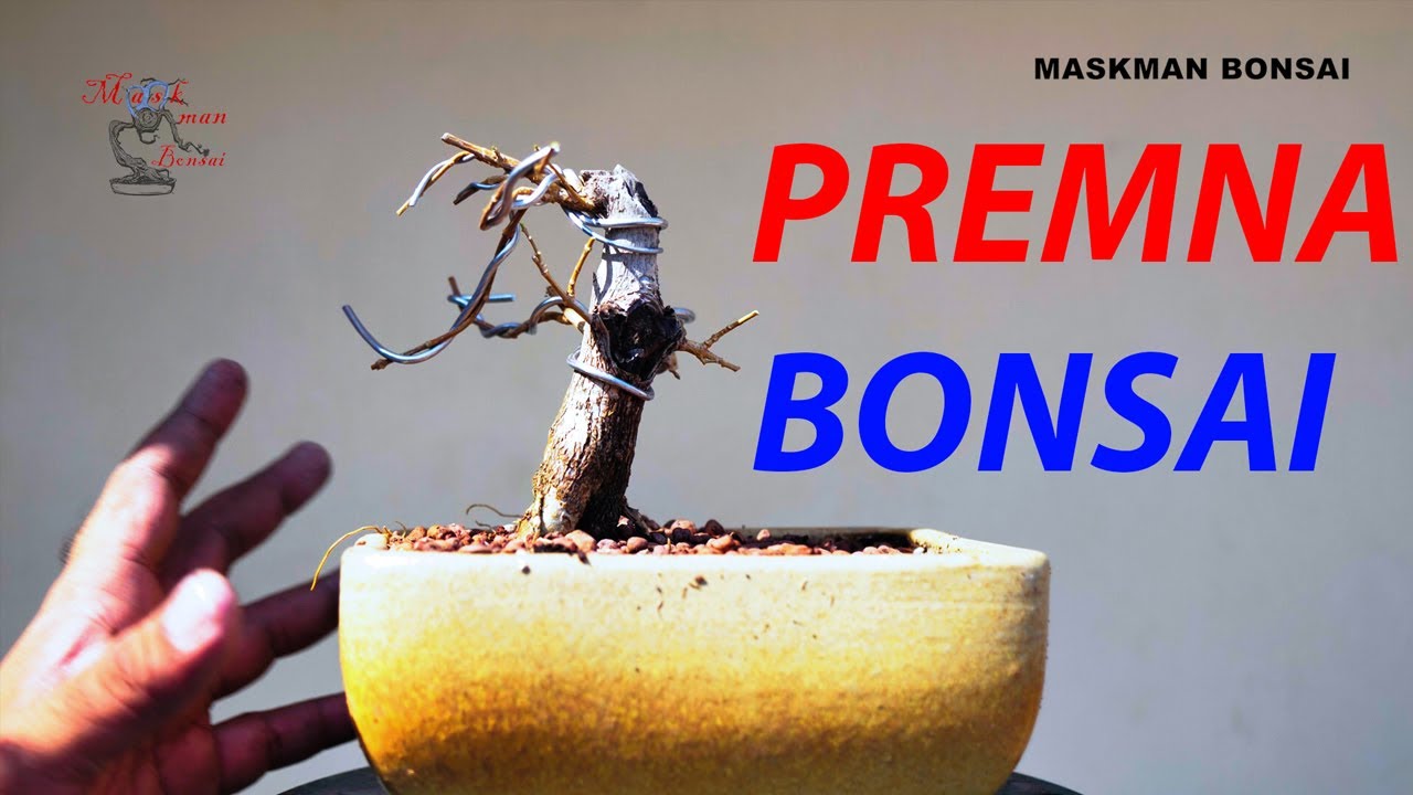 How to Grow Premna Tree for Bonsai /Premna Best for Mame Bonsai -18-Feb ...