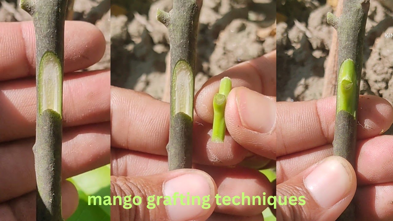 आम की ग्राफ्टिंग कैसे करे | Mango grafting techniques #asmr #satisfying ...