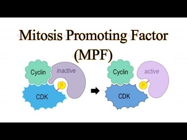 Maturation Promoting Factor Maturation Promoting Factor An Overview