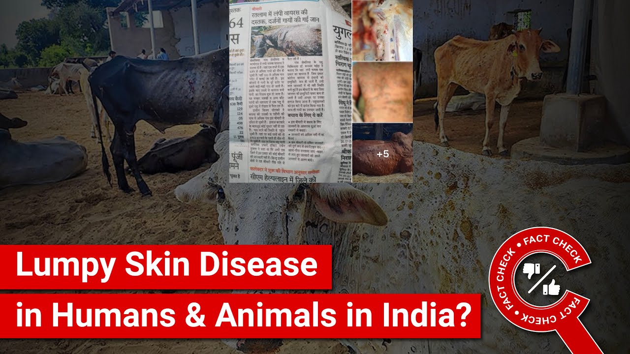 FACT CHECK: Viral Images Show Spread of Lumpy Skin Disease among Humans ...