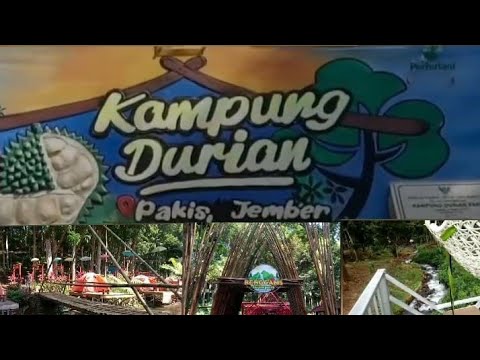 WISATA KAMPUNG DURIAN PANTI - JEMBER - YouTube
