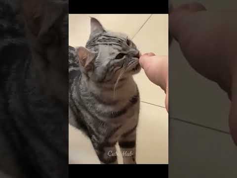 porn #shorts #viralvideo #subscribe