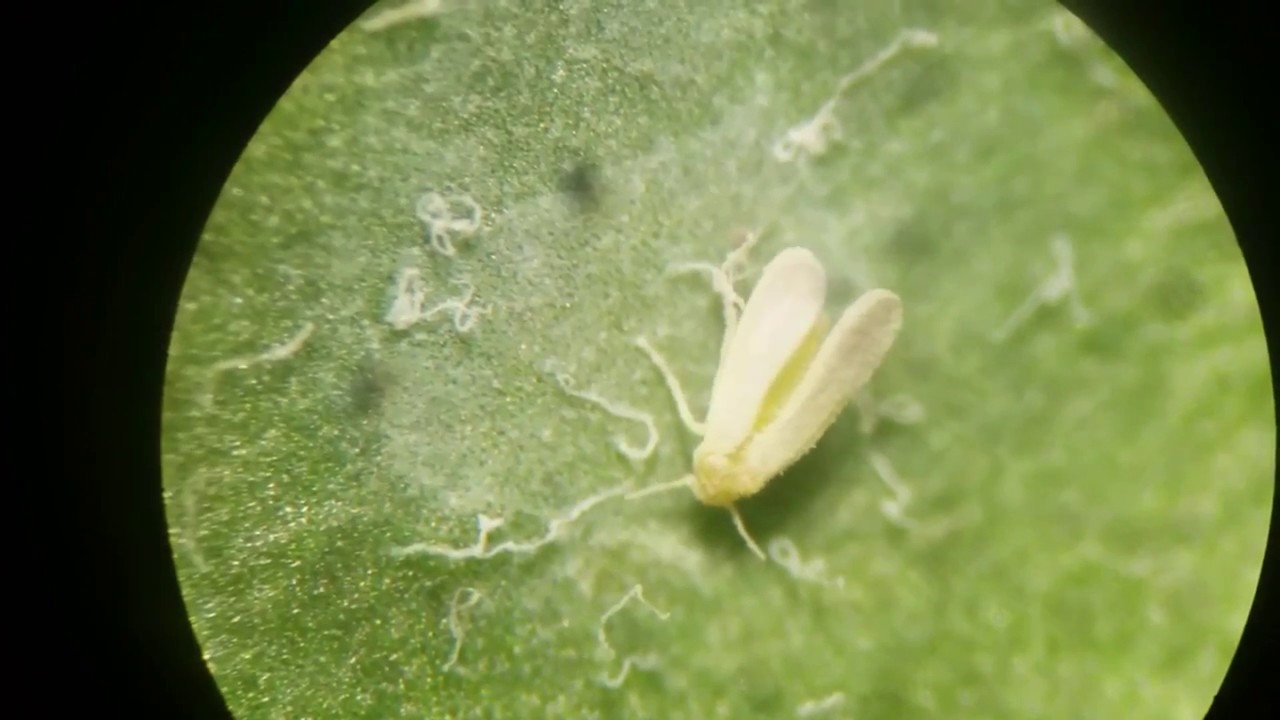 Quick Primer--Entomopathogenic Fungus Beauveria bassiana - YouTube