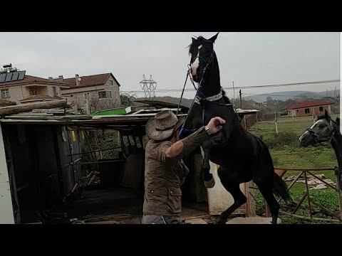 Çılgın arap atı(lukiyanus)