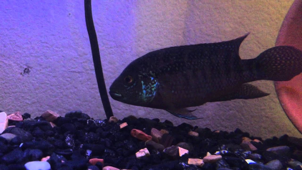Male Gold Jack Dempsey and Regular Female - YouTube