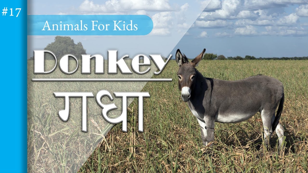 Donkey for Kids: Learn All About Donkey. Animal Series EP-17 #Donkey # ...