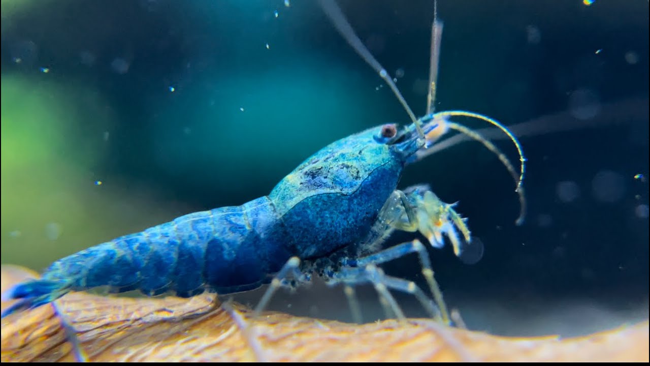 Thước Phim Ngắn Về Dòng Tép Lạnh MosuraDeep - DeepBlue - Bluebolt - YouTube