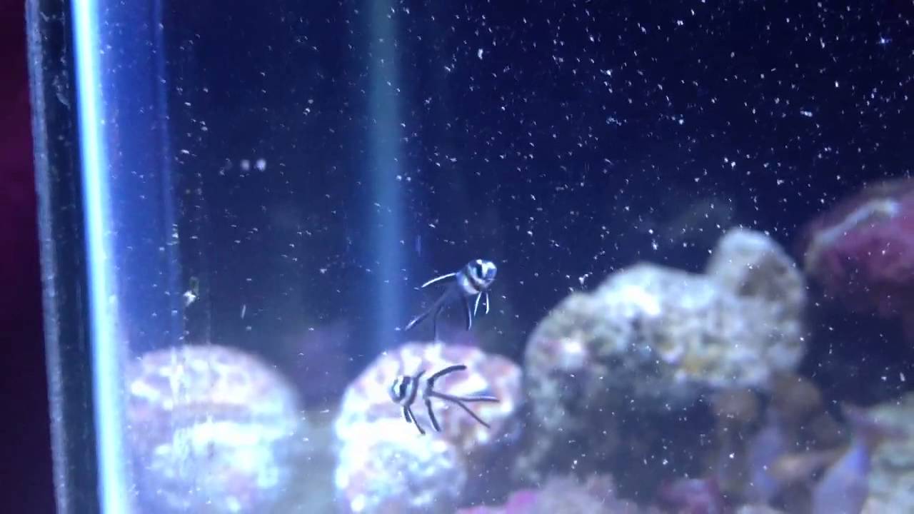 Baby cardinal fish - YouTube