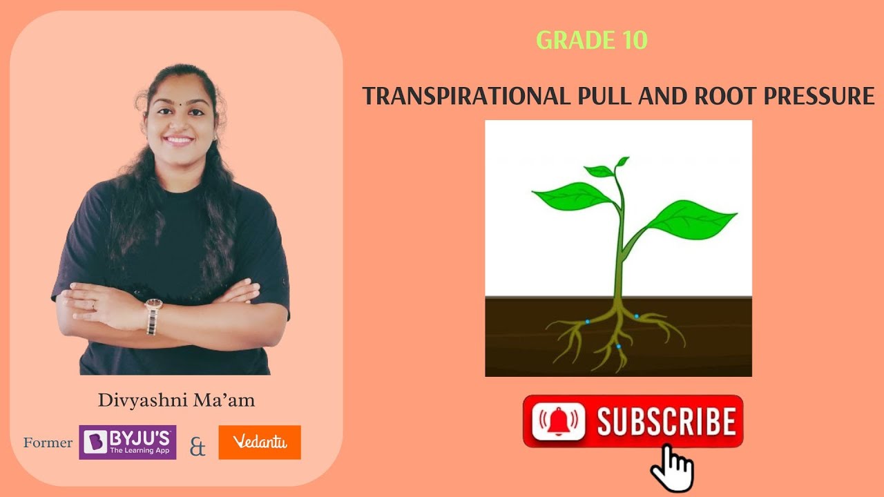 TRANSPIRATIONAL PULL & ROOT PRESSURE - YouTube