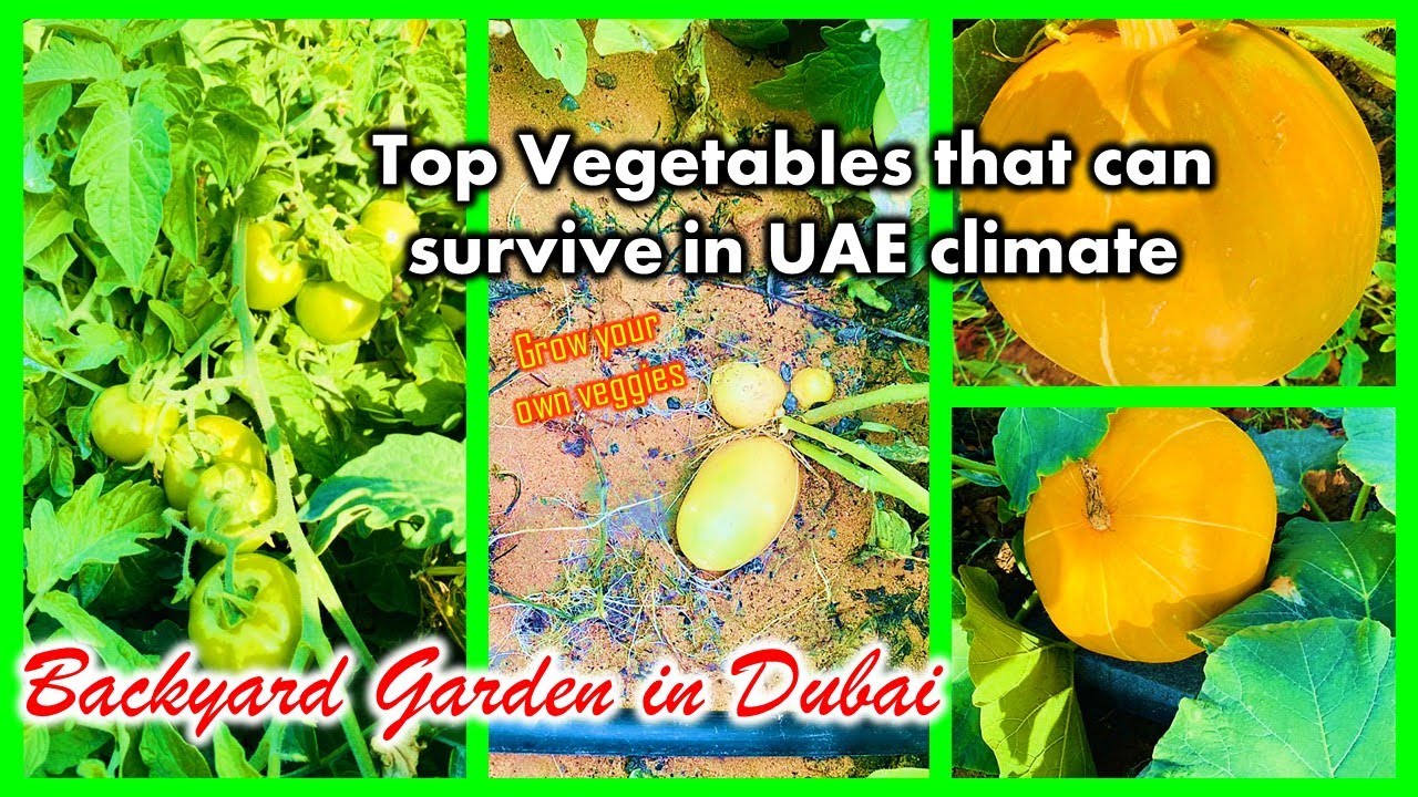 Top vegetables that can survive in UAE climate, Backyard garden tour ...