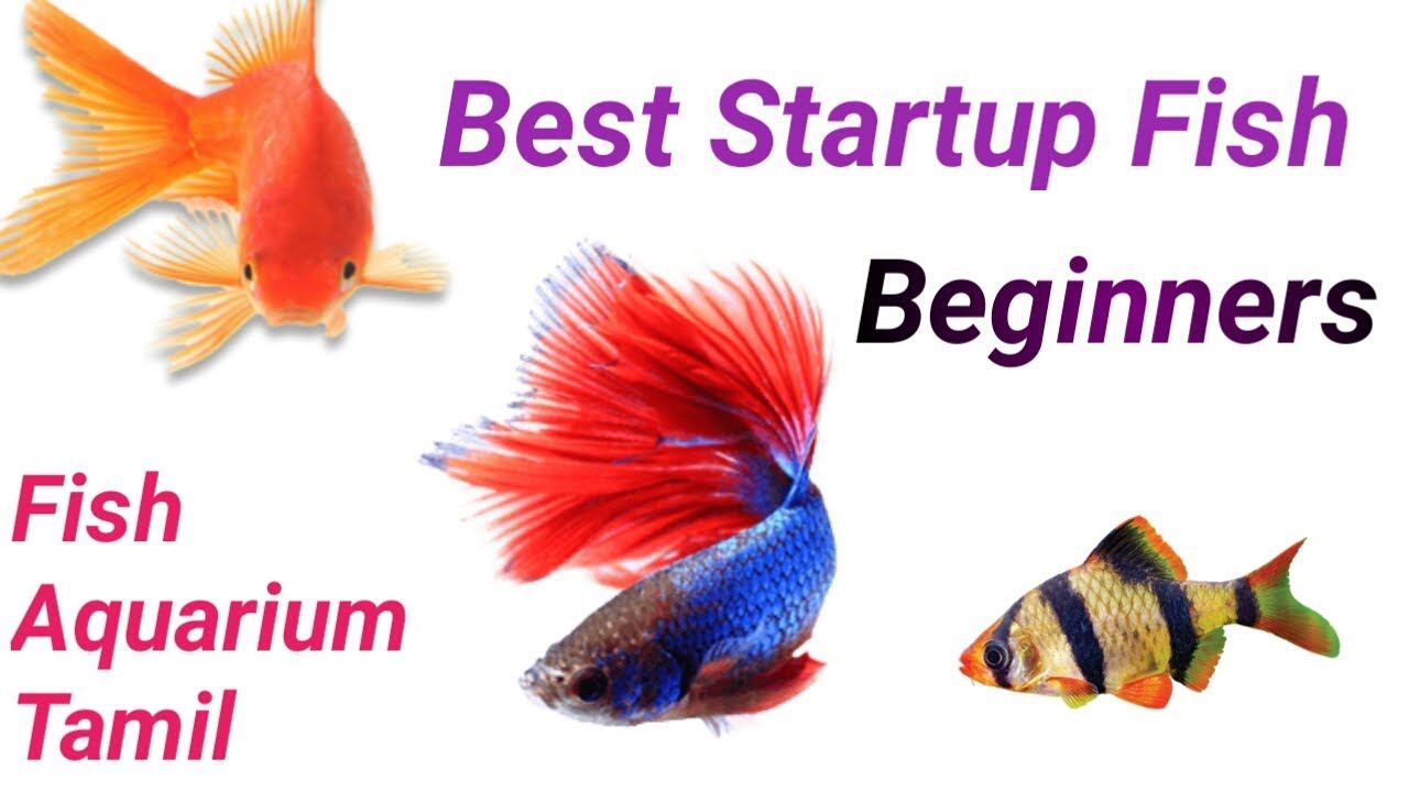 Best Startup Fish For Beginners best-startup-fish-for-beginners