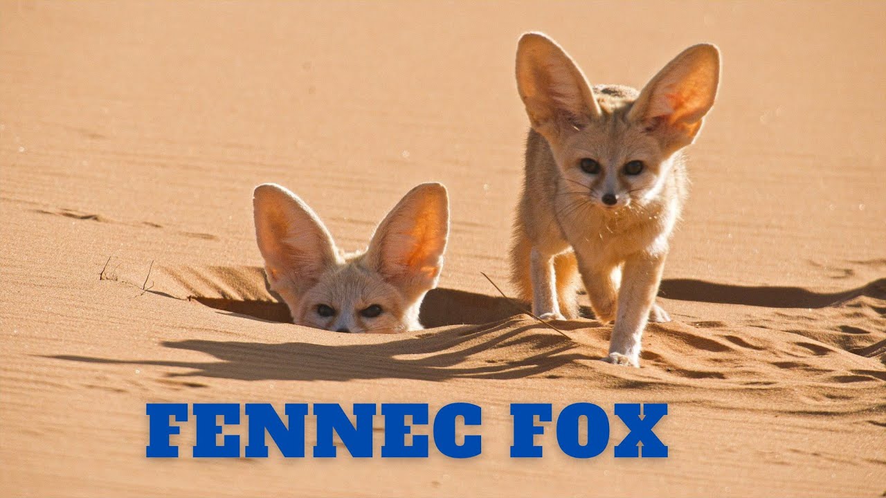 Fennec Fox love to play! | Animals Sahara - YouTube