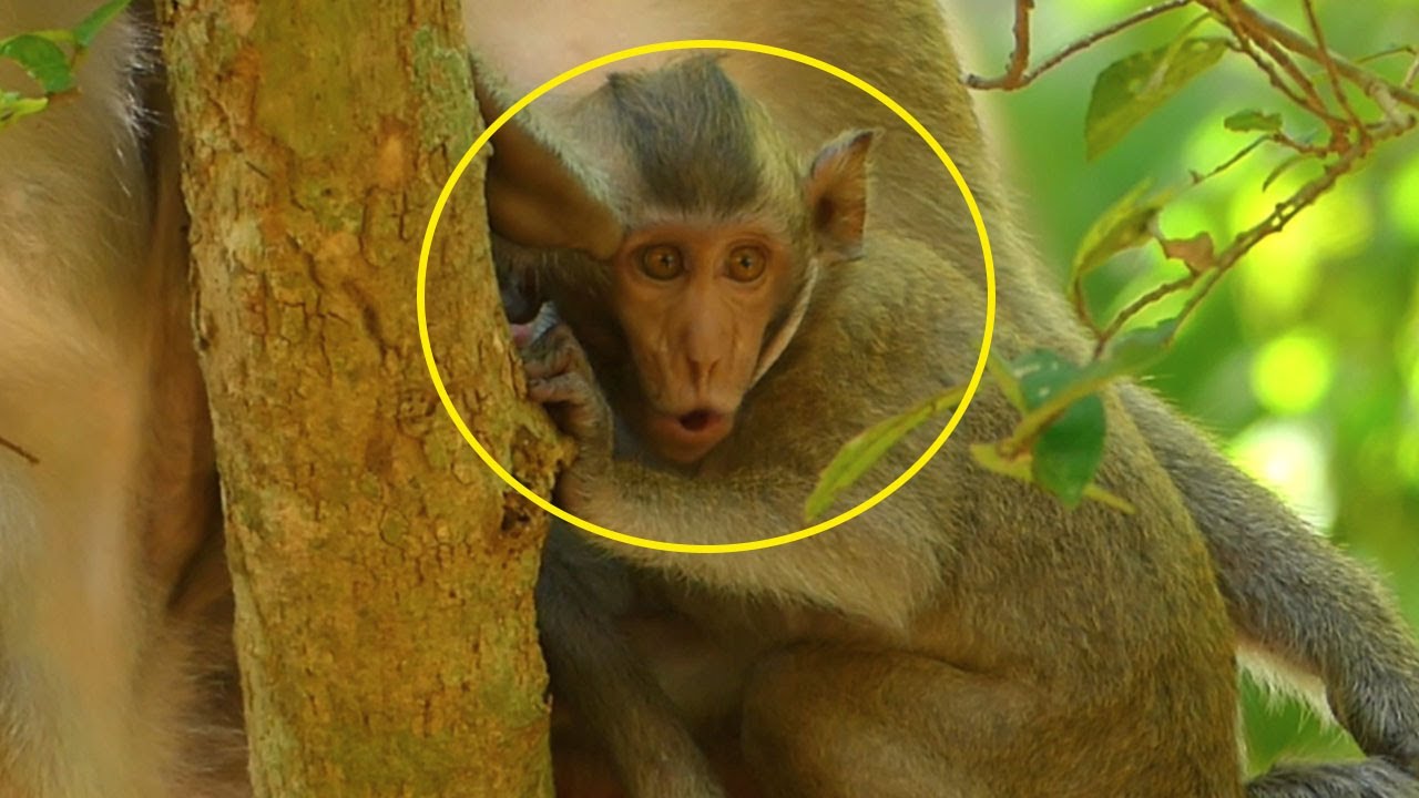 OMG! Crying Seizure AYLA Monkey Decide To Ask Milk Nasty APRIL Monkey ...