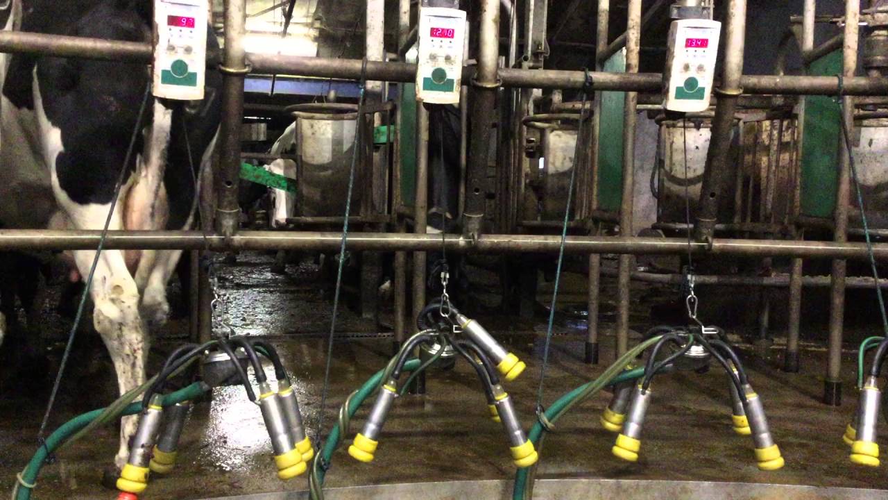 milking carousel. Melkstal 3C Carrousel draaimelkstal salle de traite ...