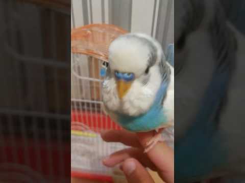 Tutu quşlari♥♥♥-1ci bolum♥♥♥