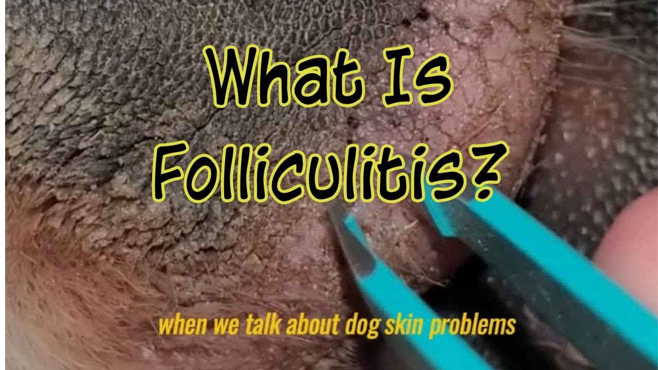 Summary of Hair Follicle Infections in Dogs|Part 1: What Is ...