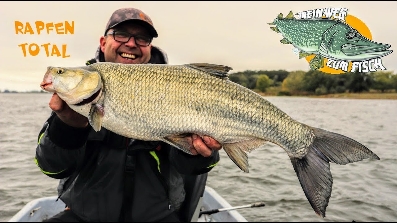 Rapfen total - diese Köder von Savage Gear fangen in der Elbe - YouTube