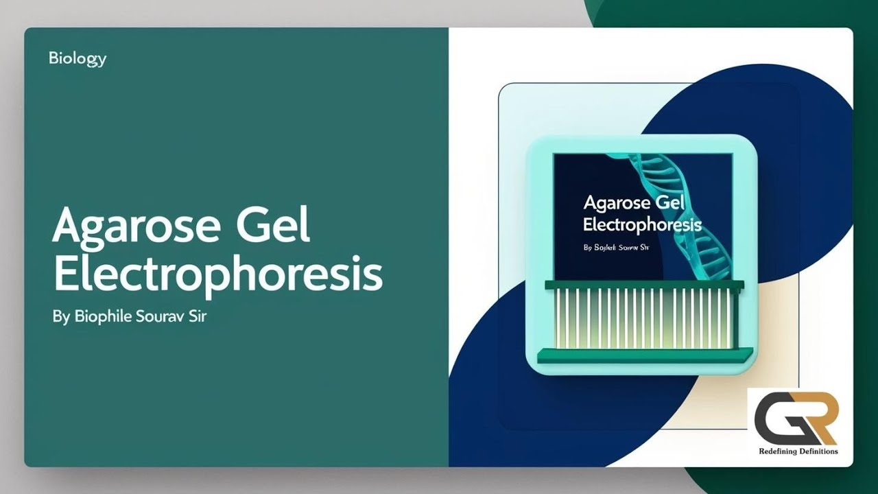 class 12 and NEET Biotechnology Principal and Processes- Agarose Gel ...