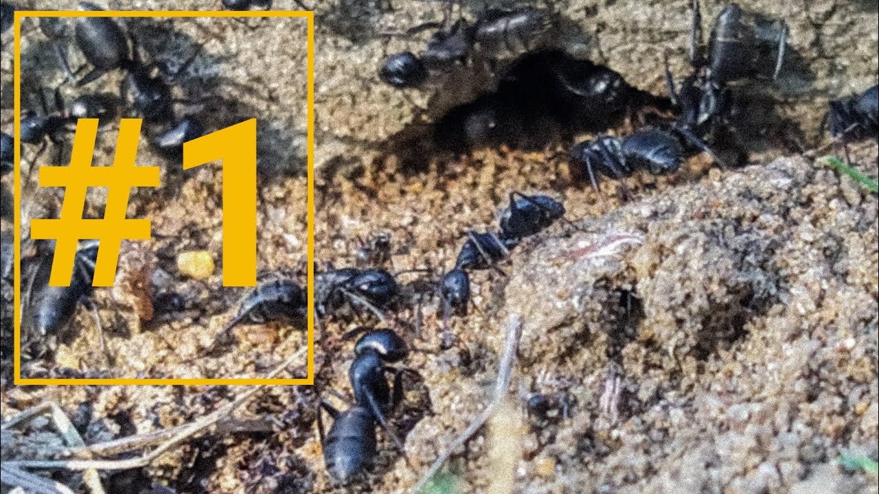 Slow motion ANTS in nature [ part 1 ] - YouTube
