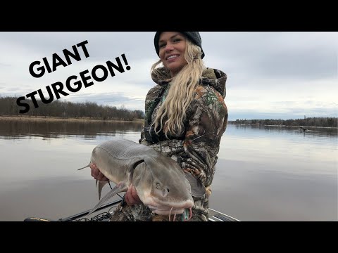 Fishing for GIANT Sturgeon ft. My Family!