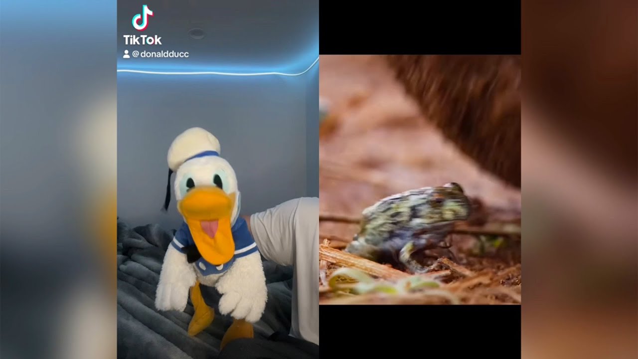 Donald Ducc FUNNIEST MOMENTS On TikTok! 6 (DONT LAUGH CHALLENGE) - YouTube