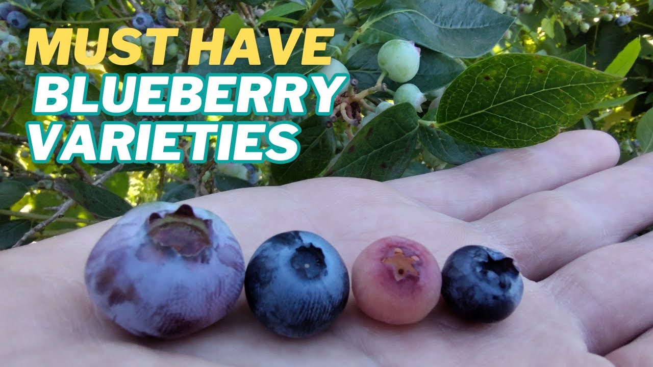 The Blueberry Types Everyone Must Try and Plant! - YouTube