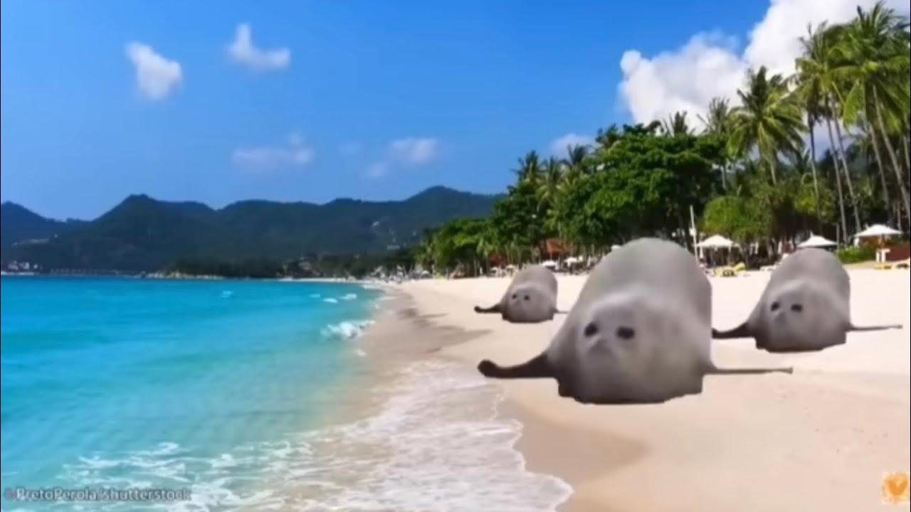 Seals Bouncing meme 2.0 - YouTube