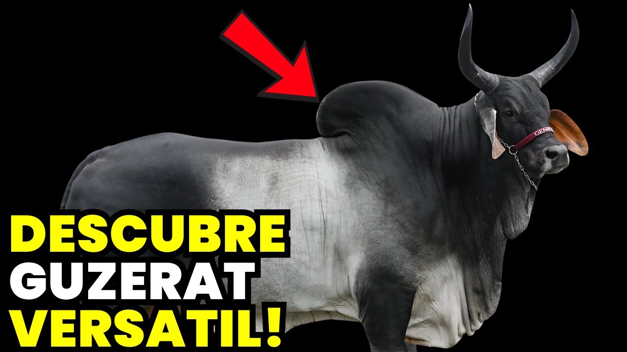 Raza De Ganado Guzerat Informacion Actualidada 2020