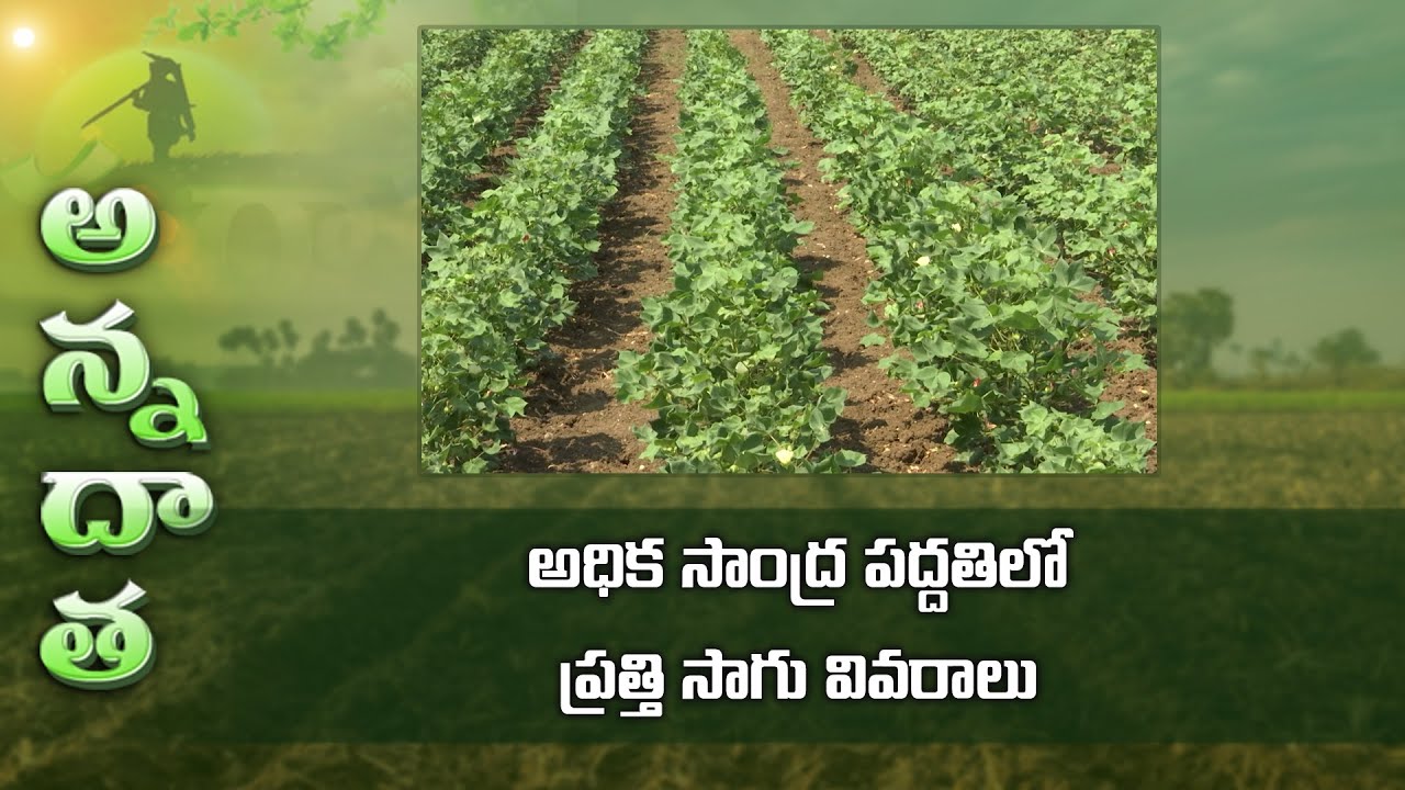 Tips for High Density cotton farming in light soils | ETV - YouTube