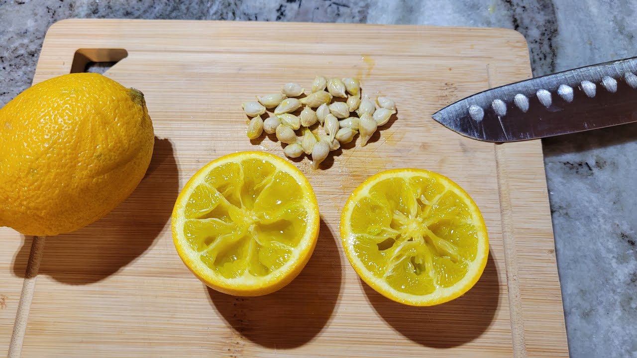 Winterized small citrus greenhouse in Zone 7a and first Morton Citrange ...