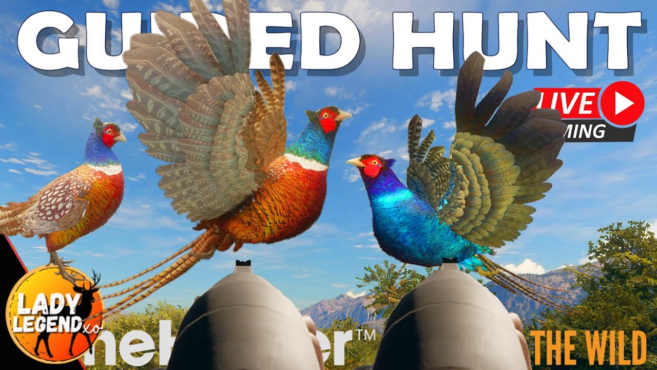 GUIDED HUNT - Teaching a VIEWER to Hunt PHEASANTS!!! - LIVE!!! - YouTube