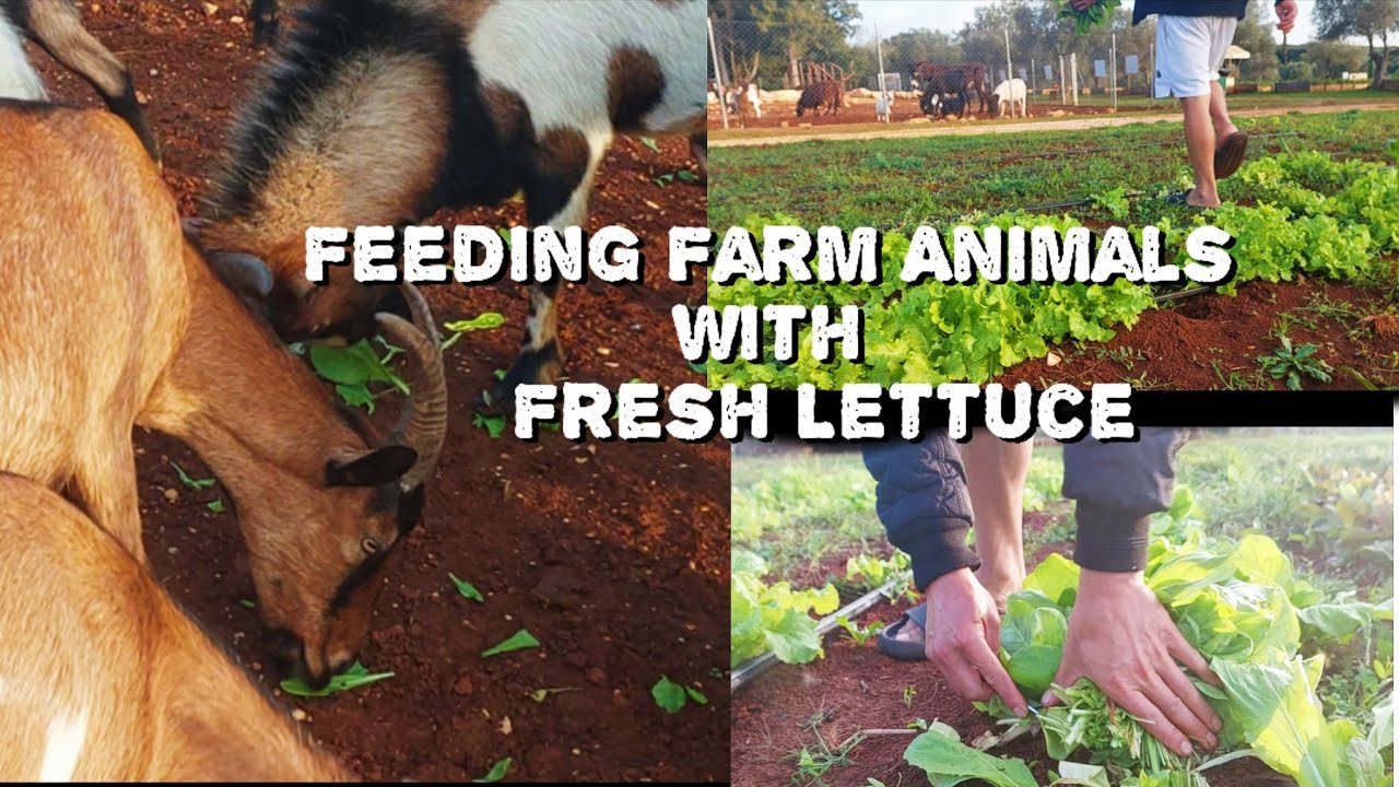 Feeding Farm Animals with Fresh Lettuce 🍃 - YouTube