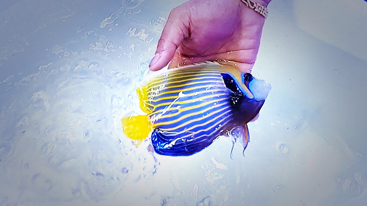 NEW SUMMER FISH SHIPMENT | SEASCAPES - YouTube