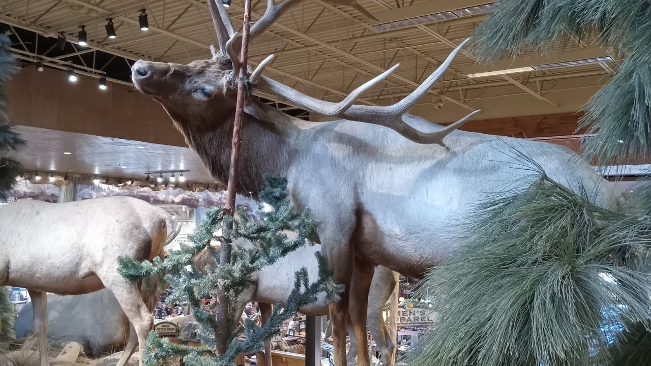🎄🎅🎁 ( THE BASS PRO SHOP) ( BLACK FRIDAY) MESA ARIZONA 🎄🎅🎁 ( BOATS ...